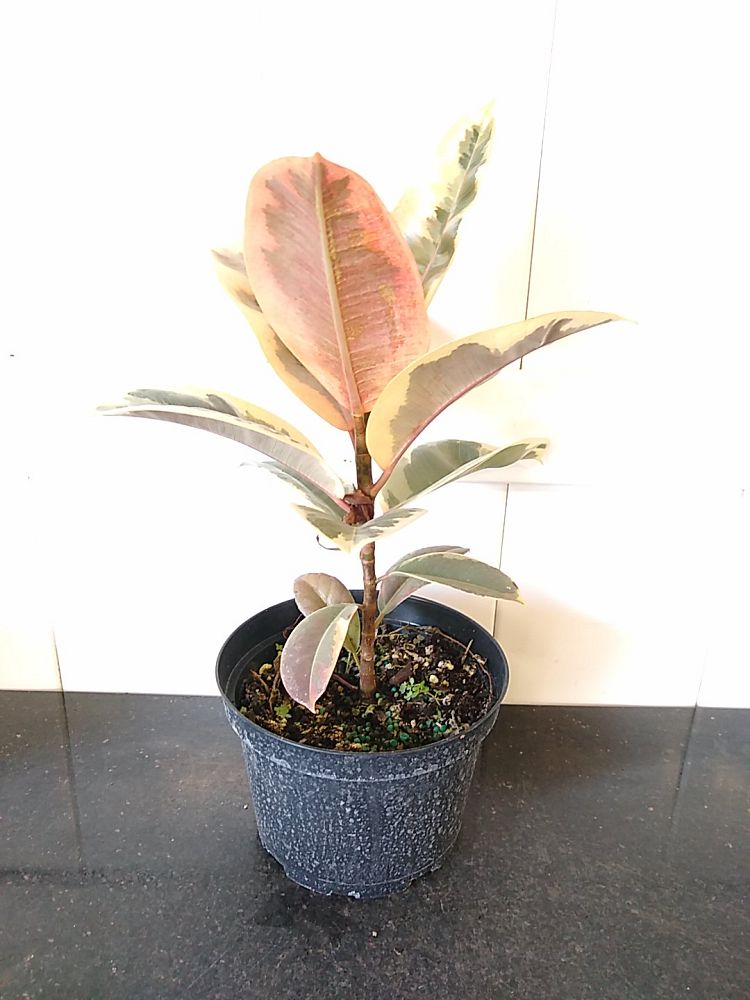 Ficus elastica ‘Tineke’ | PlantVine