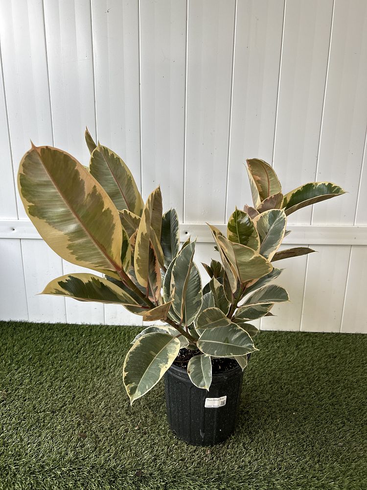 Ficus elastica ‘Tineke’ | PlantVine
