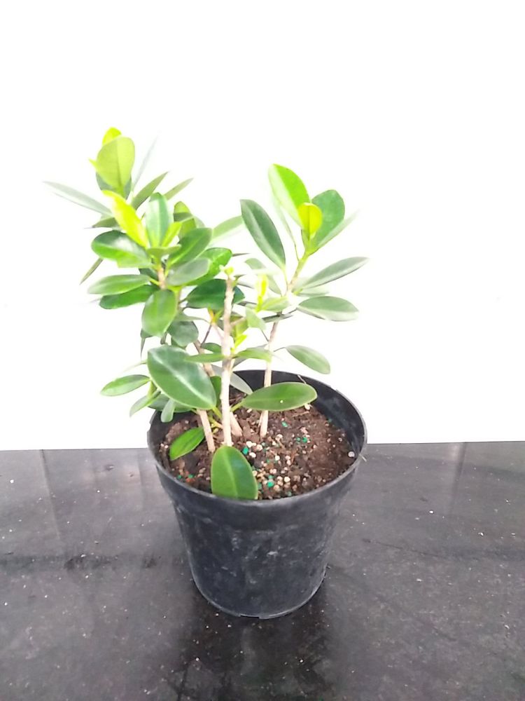 Ficus ‘Green Island’ | PlantVine