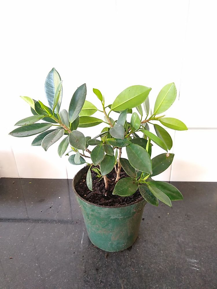 Ficus ‘Green Island’ | PlantVine