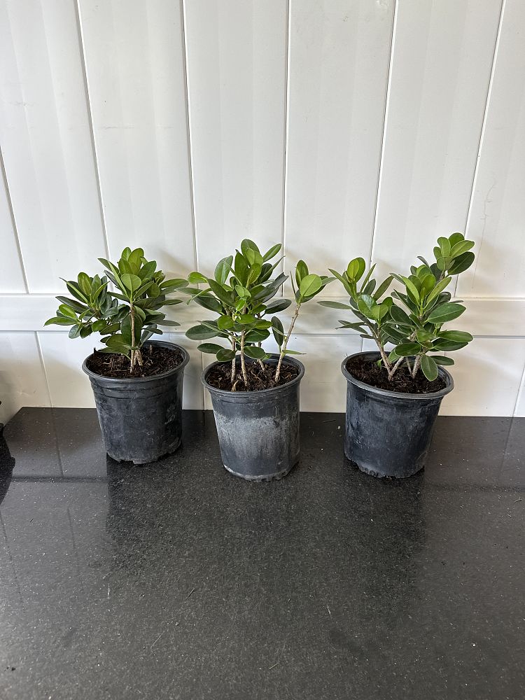 Ficus ‘Green Island’ | PlantVine