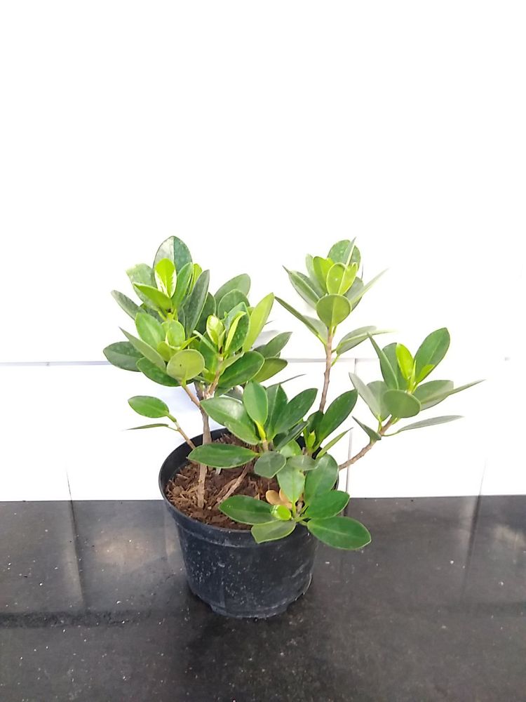 Ficus ‘Green Island’ | PlantVine