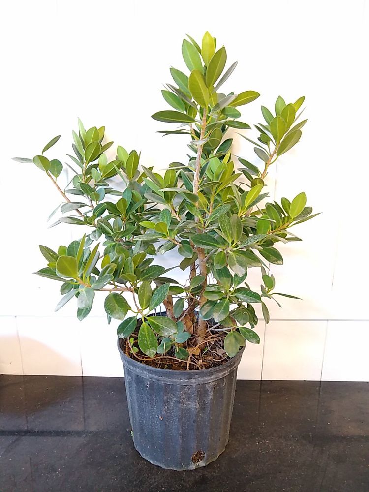 Ficus ‘Green Island’ | PlantVine