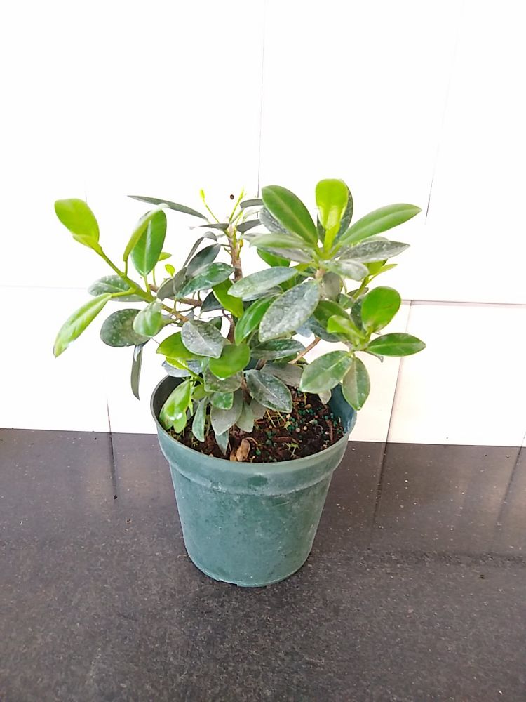 Ficus ‘Green Island’ | PlantVine