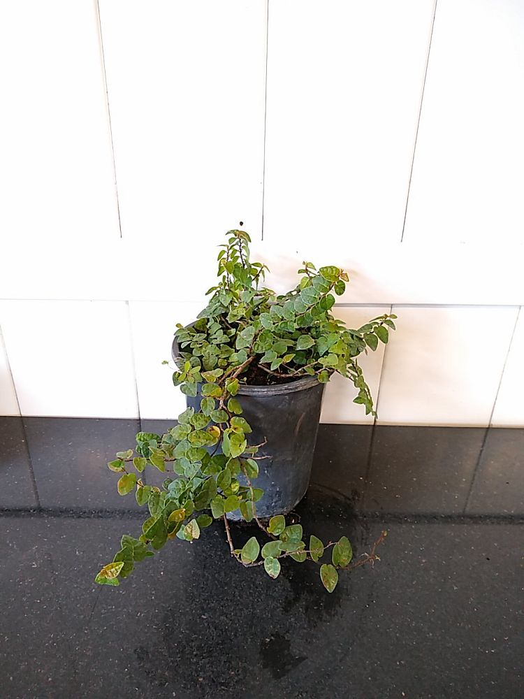 Ficus pumila, Ficus repens, Creeping Fig Ivy | PlantVine