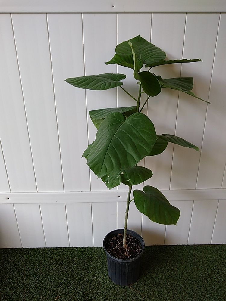 Ficus Umbellata | PlantVine