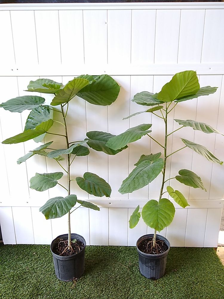 Ficus Umbellata | PlantVine