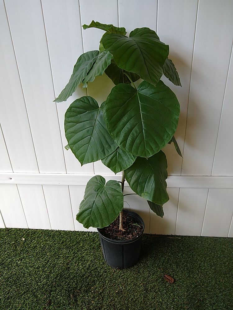 Ficus Umbellata | PlantVine