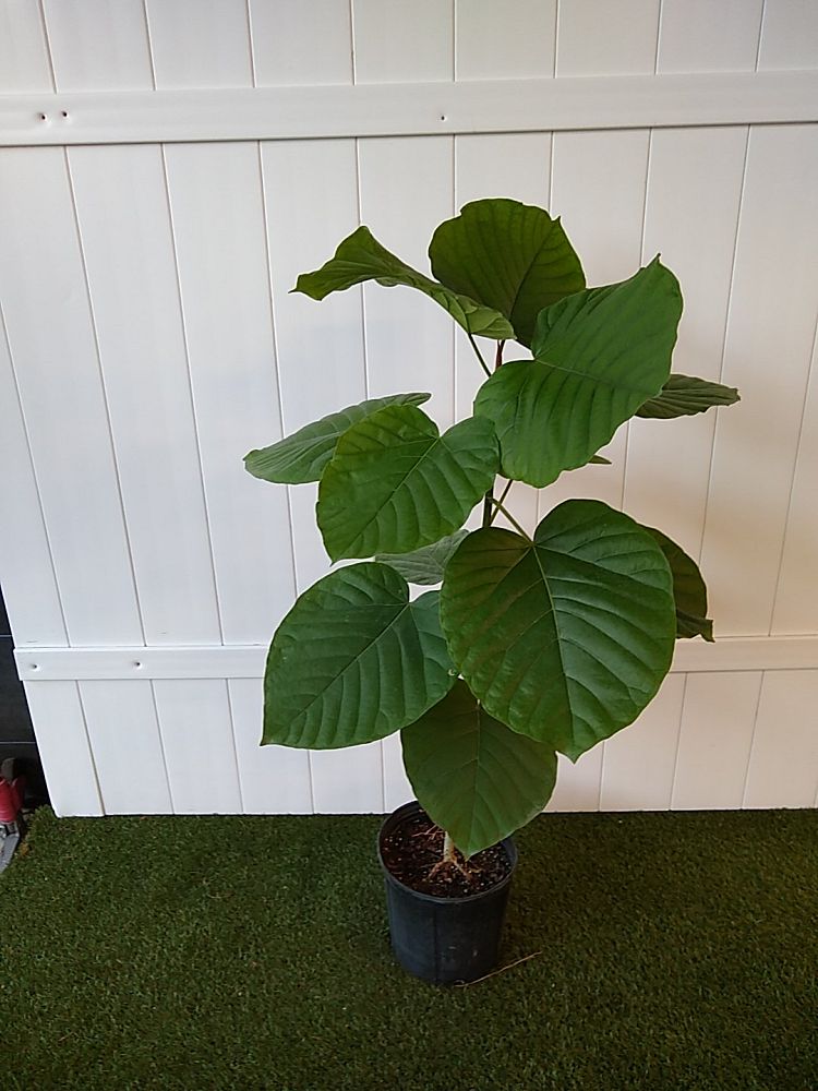 Ficus Umbellata | PlantVine