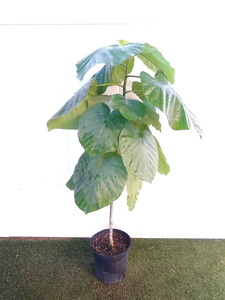 Ficus Umbellata | PlantVine