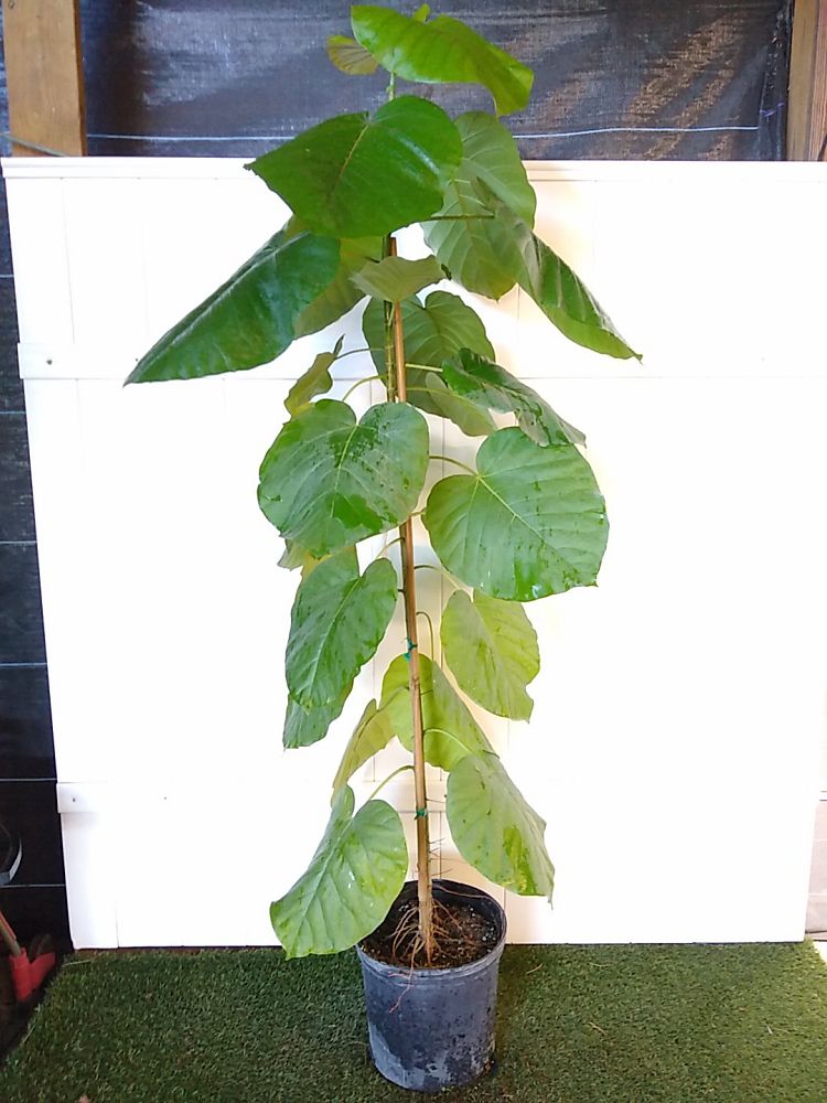 Ficus Umbellata | PlantVine