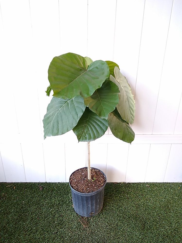 Ficus Umbellata | PlantVine