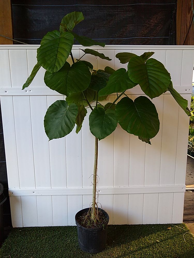 Ficus Umbellata | PlantVine