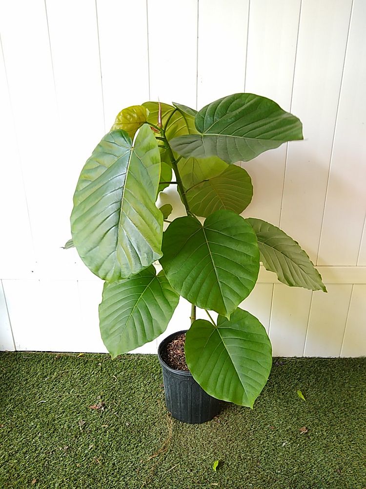 Ficus Umbellata | PlantVine