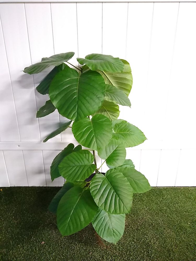 Ficus Umbellata | PlantVine