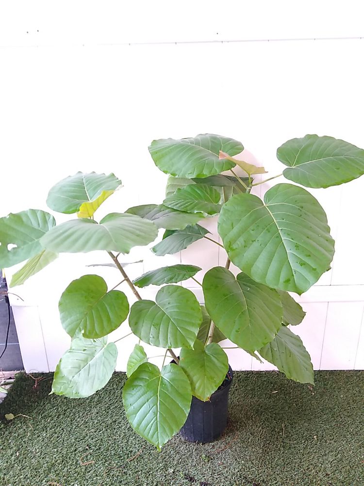Ficus Umbellata | PlantVine