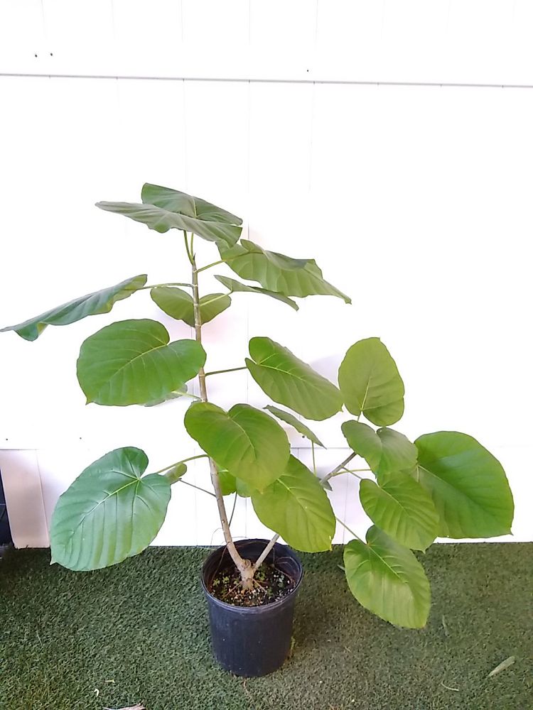 Ficus Umbellata | PlantVine