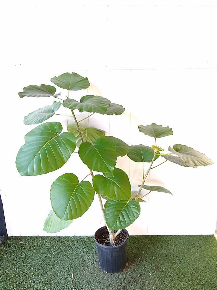 Ficus Umbellata | PlantVine