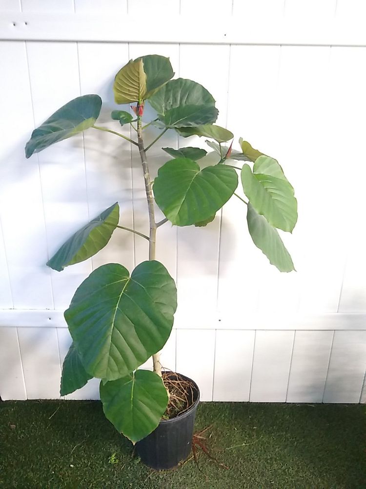 Ficus Umbellata | PlantVine