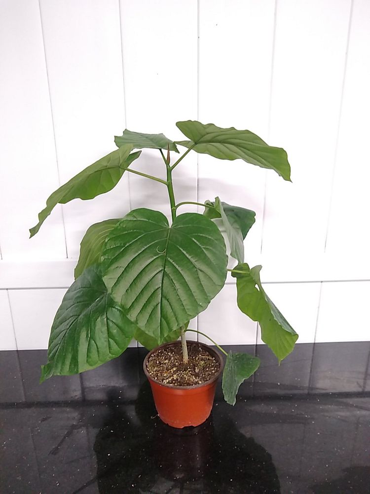 Ficus umbellata | PlantVine