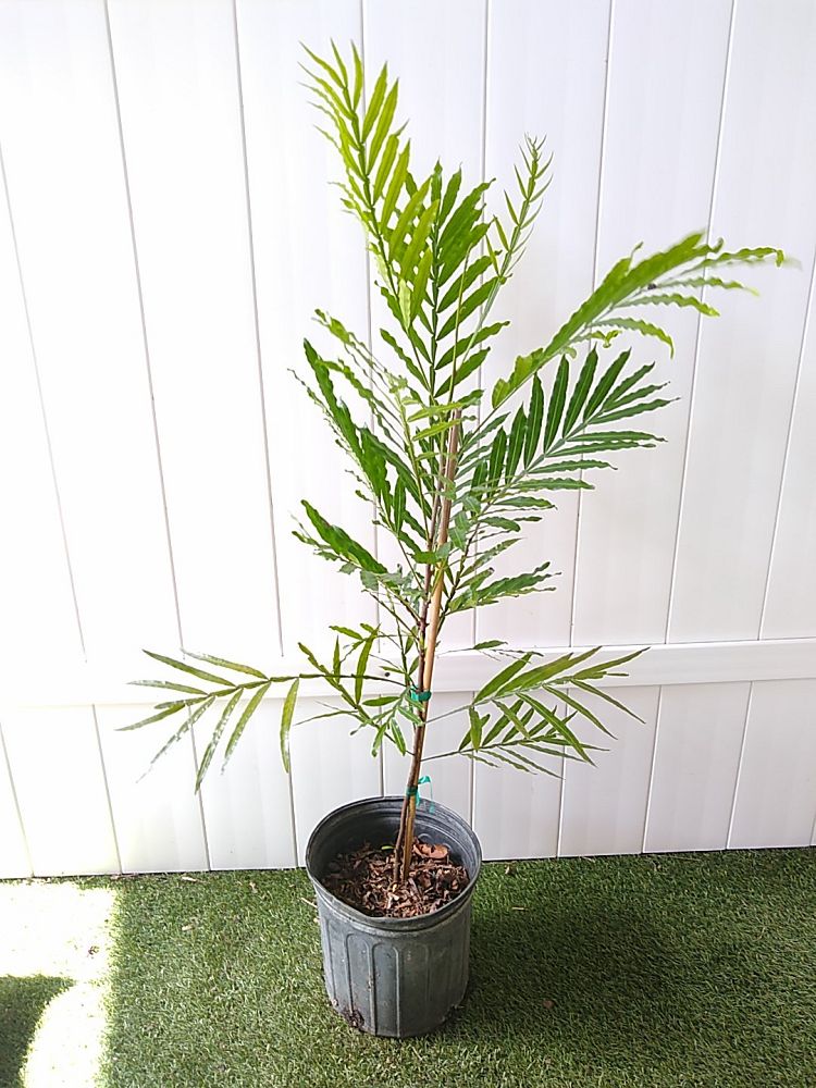 Filicium decipiens, Japanese Fern Tree | PlantVine