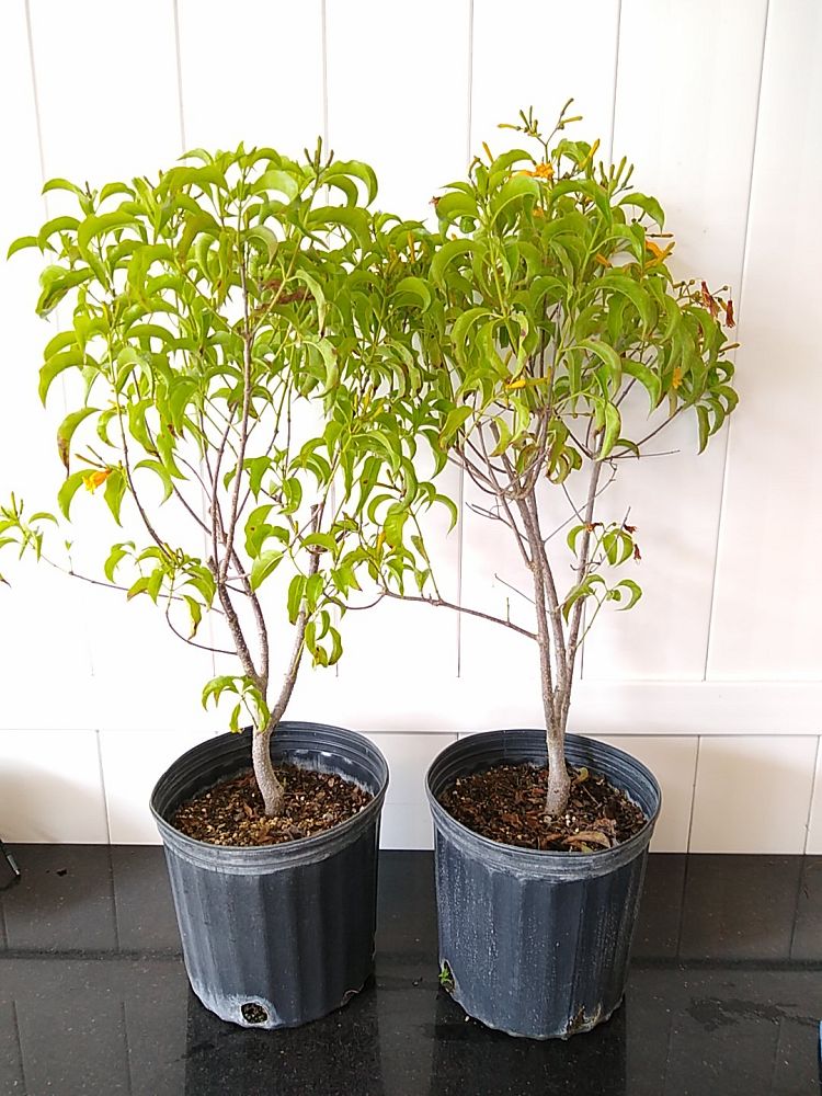 Hamelia cuprea, Bahama Firebush | PlantVine