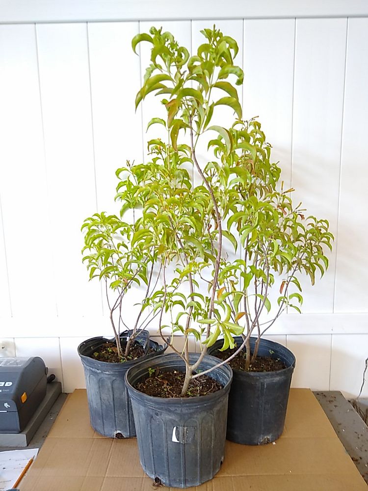 Hamelia cuprea, Bahama Firebush | PlantVine