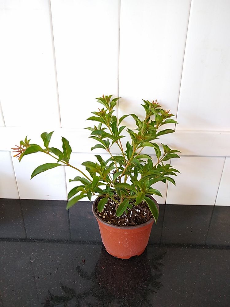 Hamelia patens ‘Nodosa’, Dwarf Firebush, Hummingbird Bush, African ...