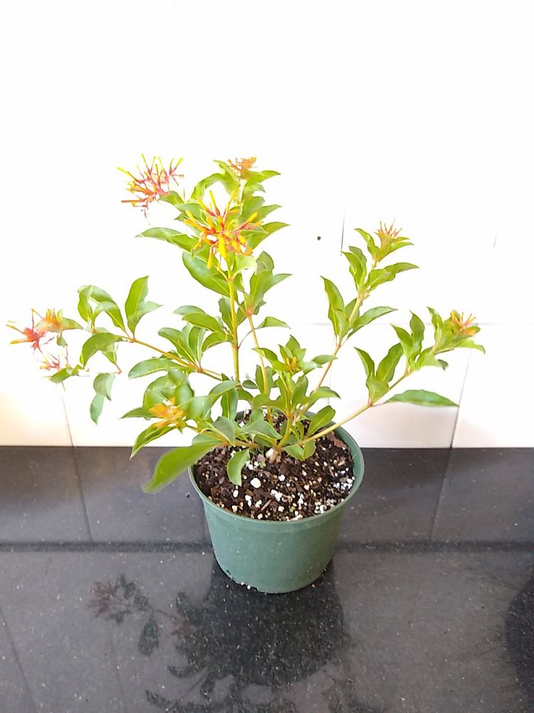 Hamelia patens ‘Nodosa’, Dwarf Firebush, Hummingbird Bush, African ...