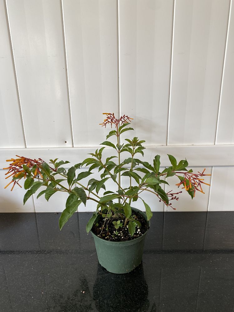 Hamelia patens ‘Nodosa’, Dwarf Firebush, Hummingbird Bush, African ...