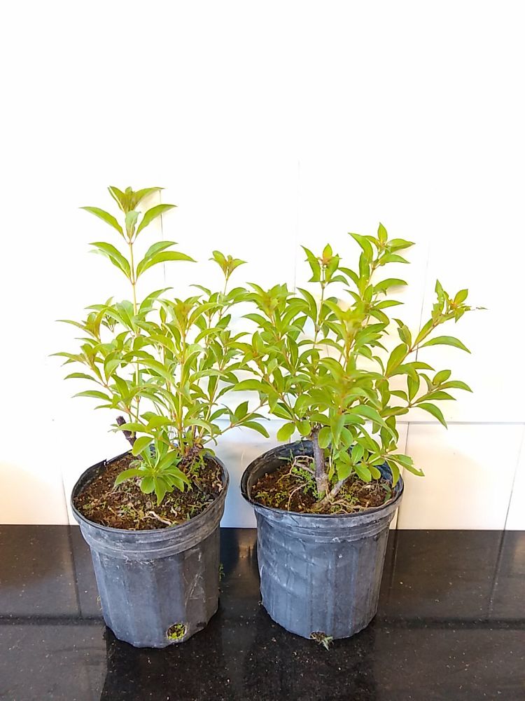 Hamelia patens ‘Nodosa’, Dwarf Firebush, Hummingbird Bush, African ...