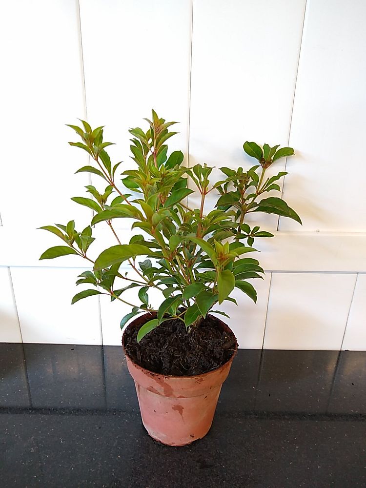 Hamelia patens ‘Nodosa’, Dwarf Firebush, Hummingbird Bush, African ...