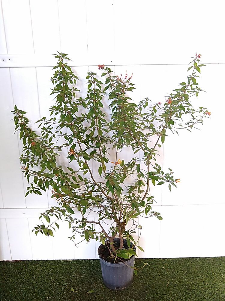 Hamelia patens ‘Nodosa’, Dwarf Firebush, Hummingbird Bush, African ...