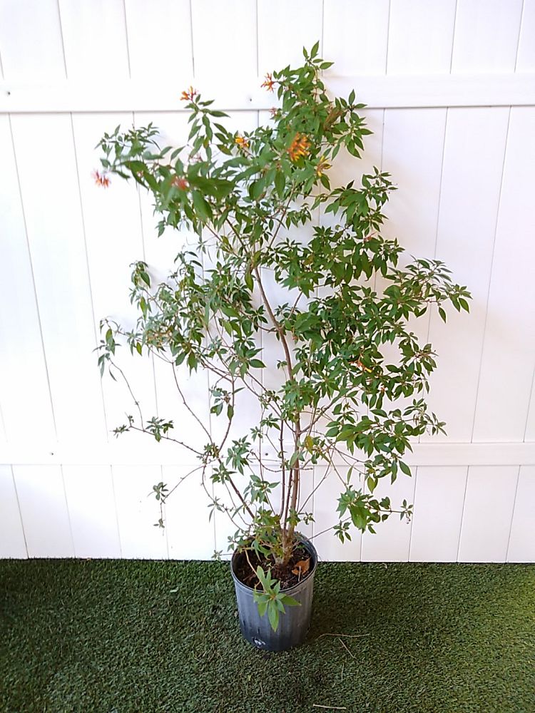 Hamelia patens ‘Nodosa’, Dwarf Firebush, Hummingbird Bush, African ...