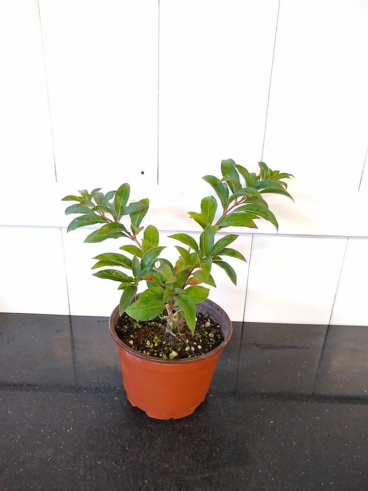 Hamelia patens ‘Nodosa’, Dwarf Firebush, Hummingbird Bush, African ...