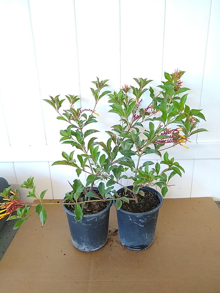 Hamelia patens ‘Nodosa’, Dwarf Firebush, Hummingbird Bush, African ...