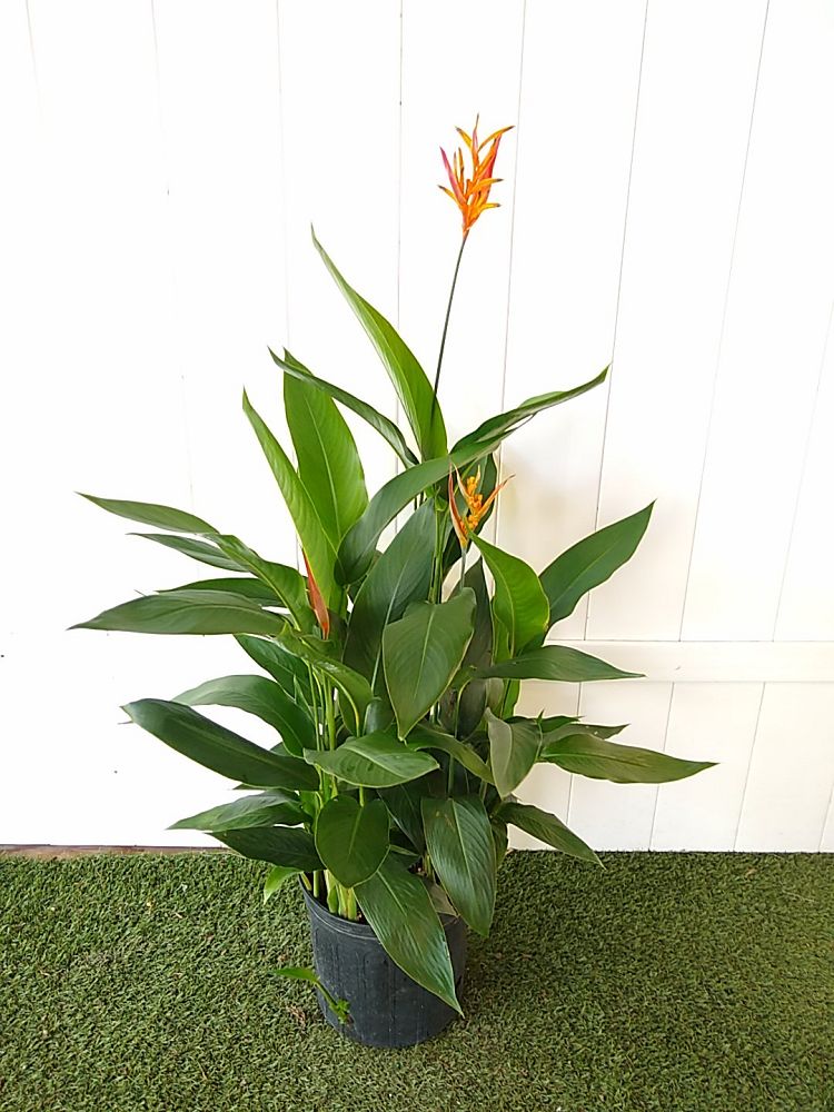 Heliconia psittacorum ‘Andromeda’ | PlantVine