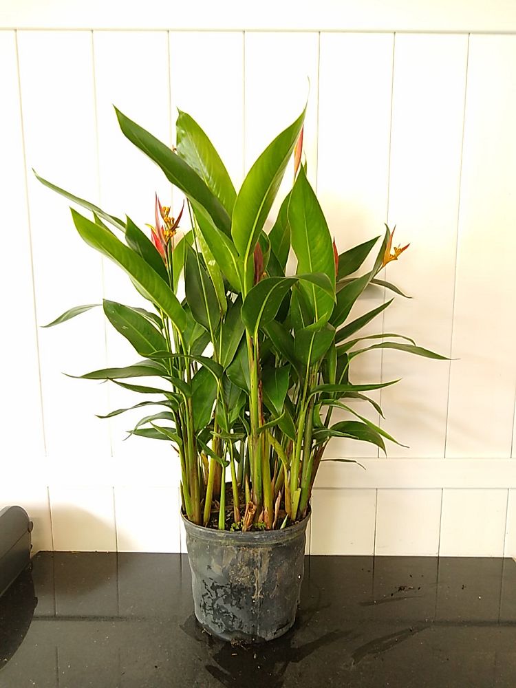 Heliconia psittacorum ‘Andromeda’ | PlantVine