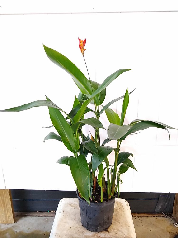 Heliconia psittacorum ‘Andromeda’ | PlantVine
