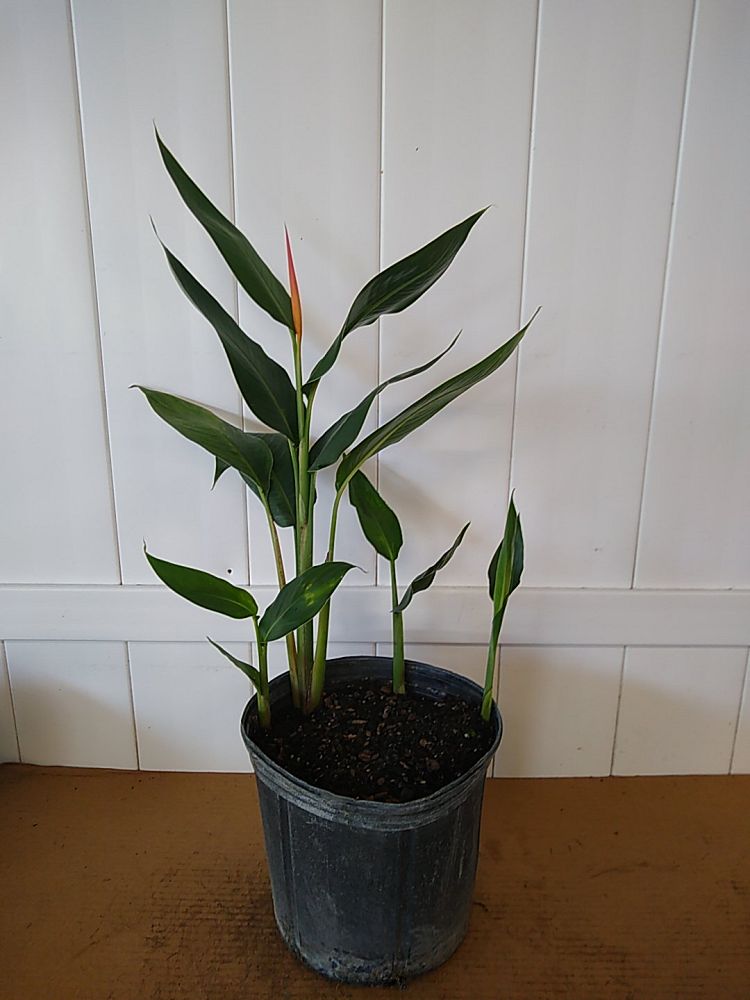 Heliconia psittacorum ‘Andromeda’ | PlantVine