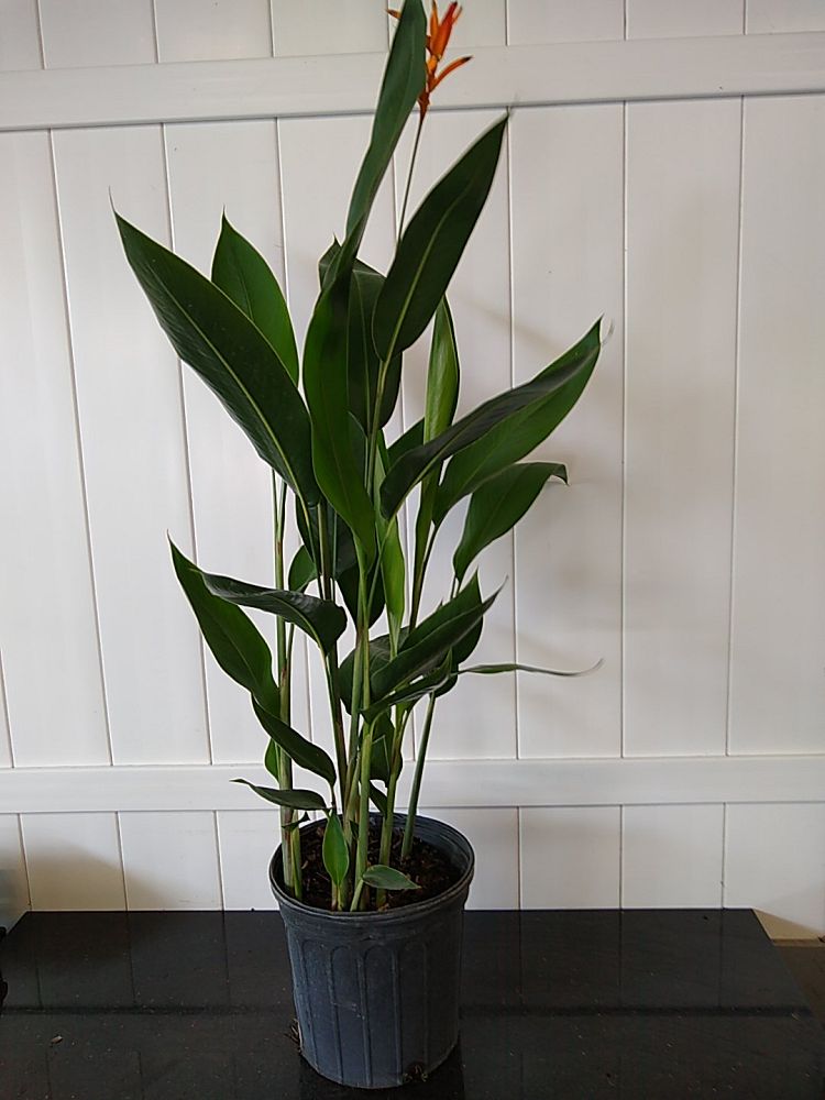 Heliconia psittacorum ‘Choconiana’ | PlantVine