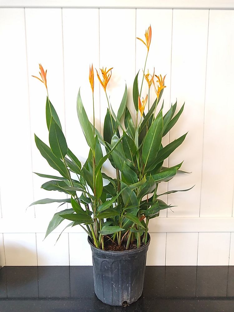 Heliconia psittacorum ‘Choconiana’ | PlantVine