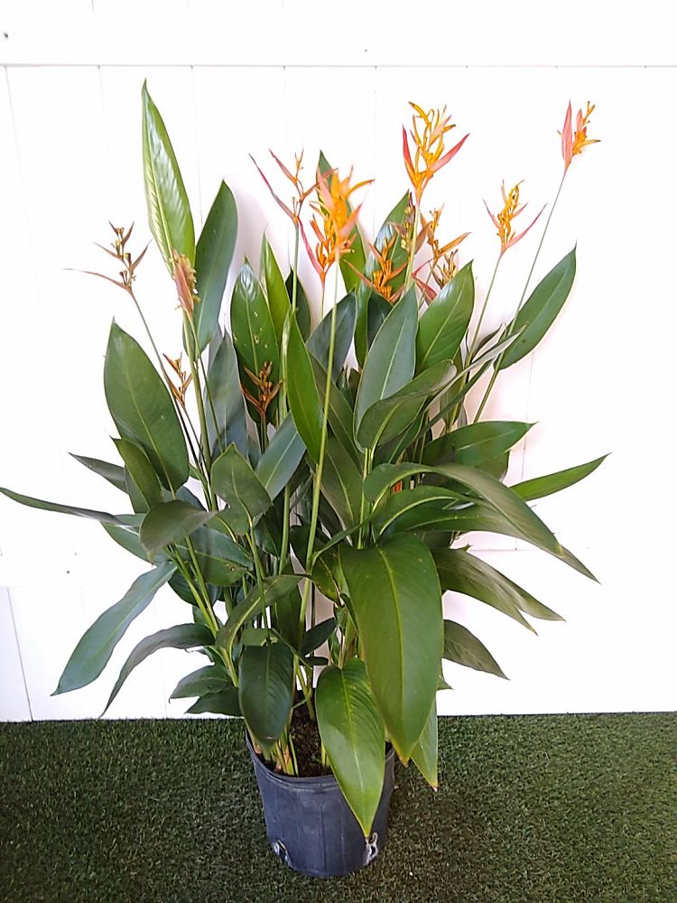 Heliconia psittacorum ‘Choconiana’ | PlantVine