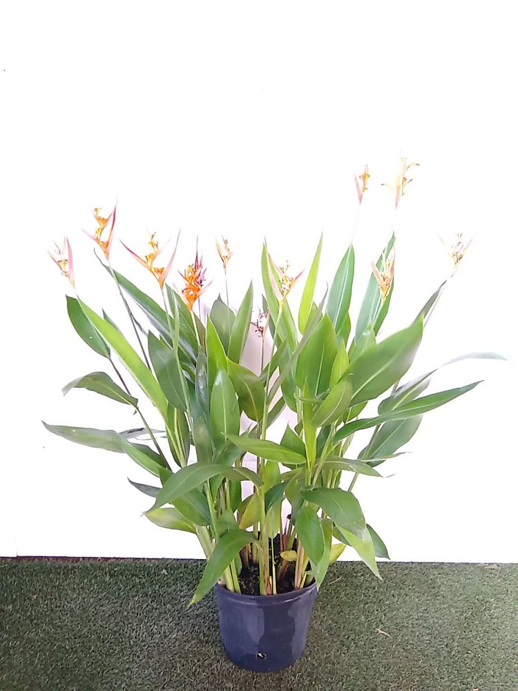 Heliconia psittacorum ‘Choconiana’ | PlantVine