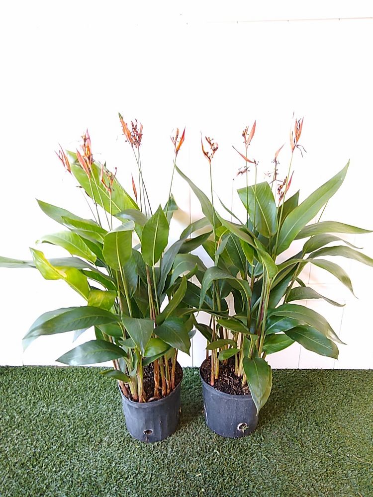 Heliconia psittacorum ‘Choconiana’ | PlantVine