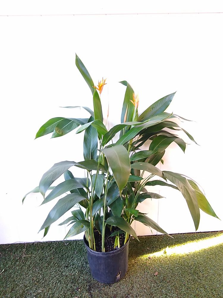 Heliconia psittacorum ‘Choconiana’ | PlantVine