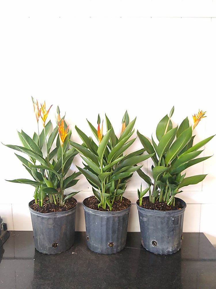 Heliconia psittacorum ‘Choconiana’ | PlantVine