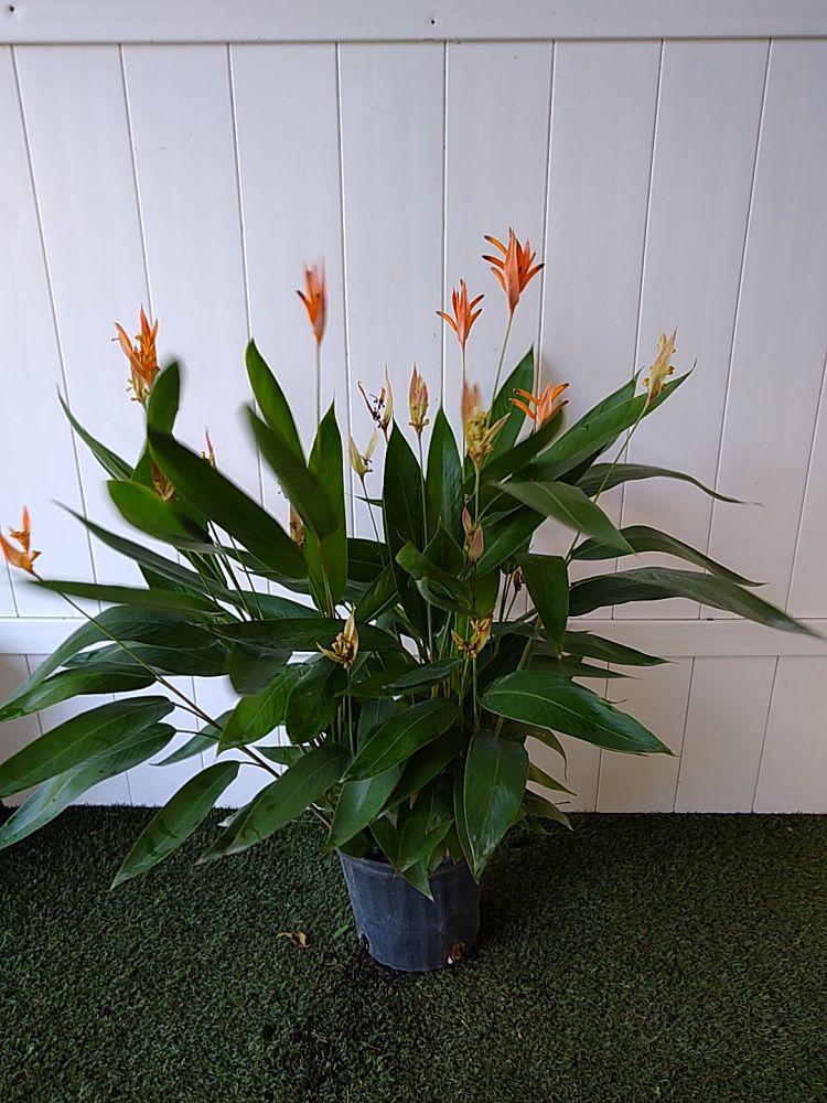 Heliconia psittacorum ‘Choconiana’ | PlantVine
