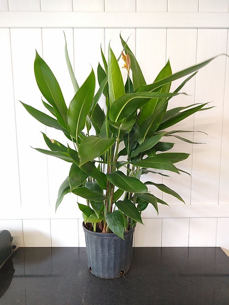 Heliconia psittacorum ‘Choconiana’ | PlantVine