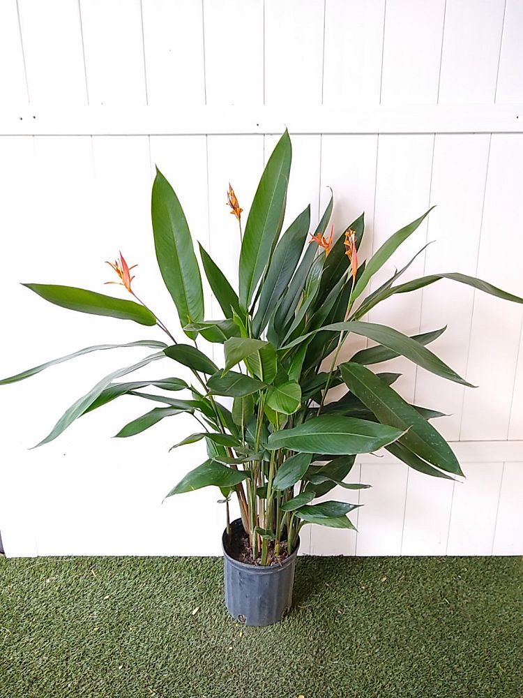 Heliconia psittacorum ‘Choconiana’ | PlantVine